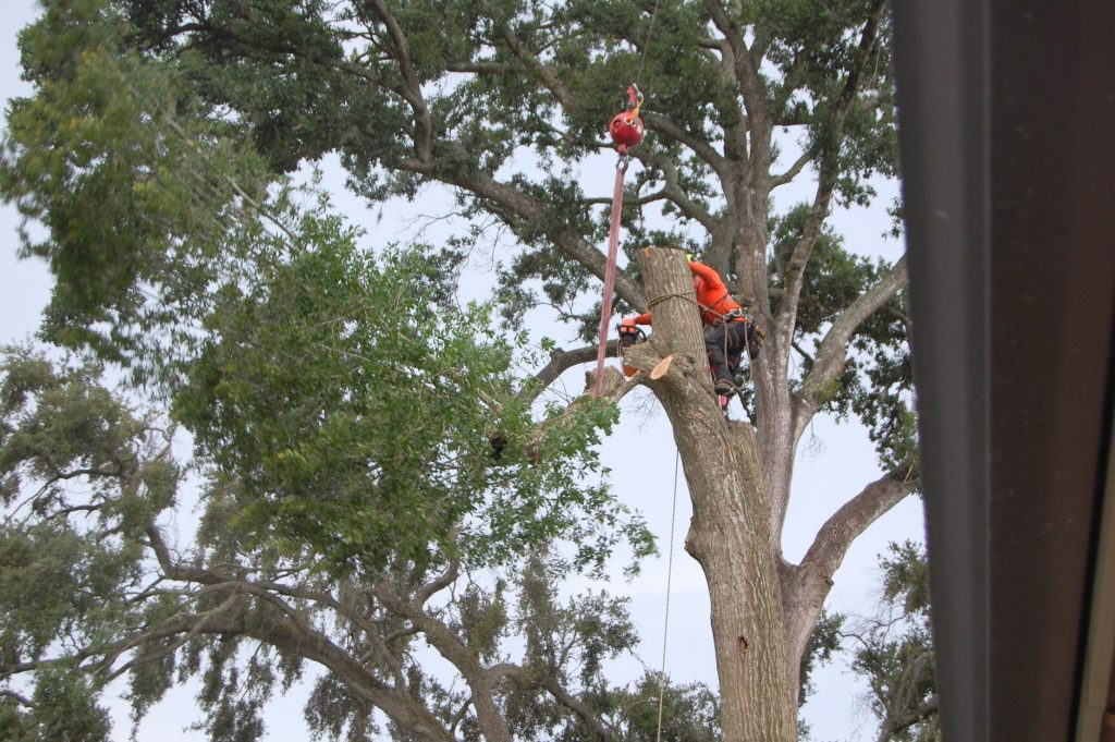 Residential Tree Pruning - Advance Tree Pros