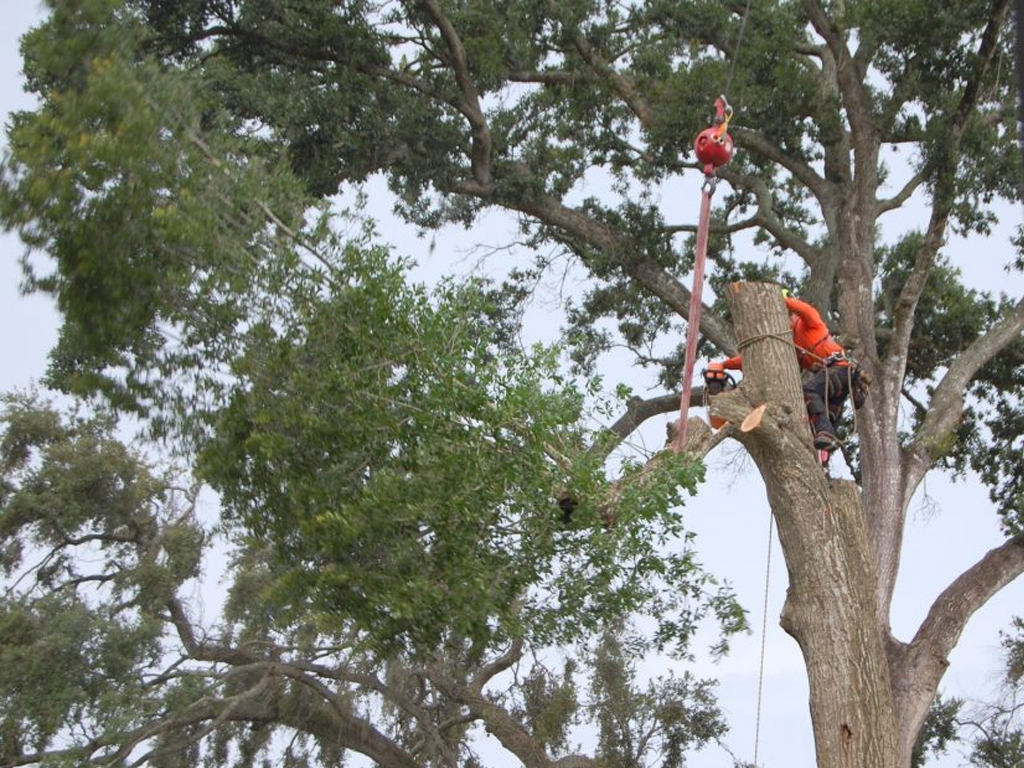 Commercial Tree Removal Orlando - Advance Tree Pros