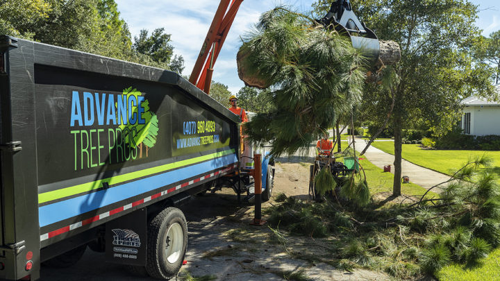 About Orlando Tree Service | Orlando Tree Trimming & Pruning | Advance ...