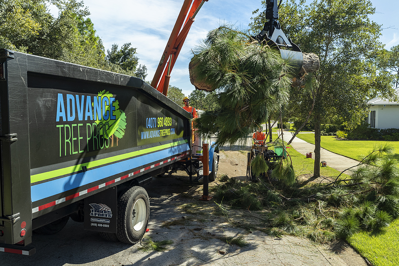 Tree Arb % orist Services | Tree Specialist | Tree Service in Orlando
