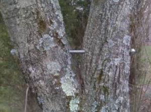 Tree Cabling And Bracing | Tree Safety | Advance Tree Pros