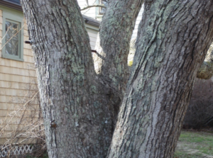 Tree Cabling And Bracing | Tree Safety | Advance Tree Pros