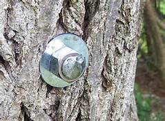 Tree Cabling And Bracing | Tree Safety | Advance Tree Pros