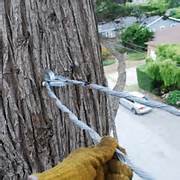 Tree Cabling And Bracing | Tree Safety | Advance Tree Pros
