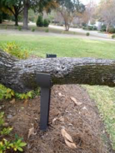 Tree Cabling And Bracing | Tree Safety | Advance Tree Pros