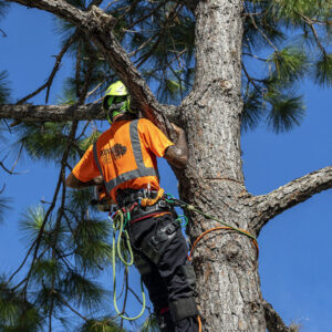 Tree Service Orlando FL | Tree Removal | Advance Tree Pros